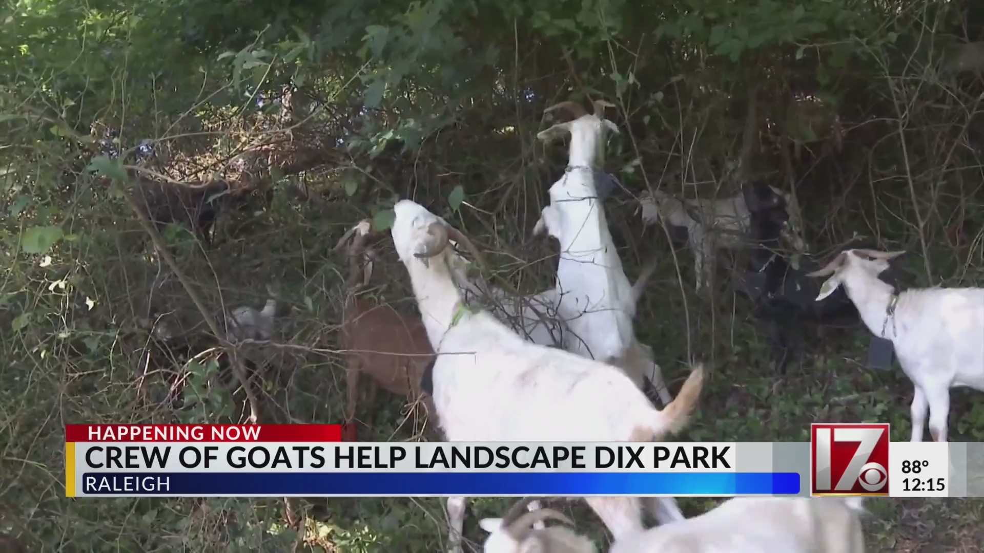 Crew of goats helping to landscape Dix Park – CBS17.com