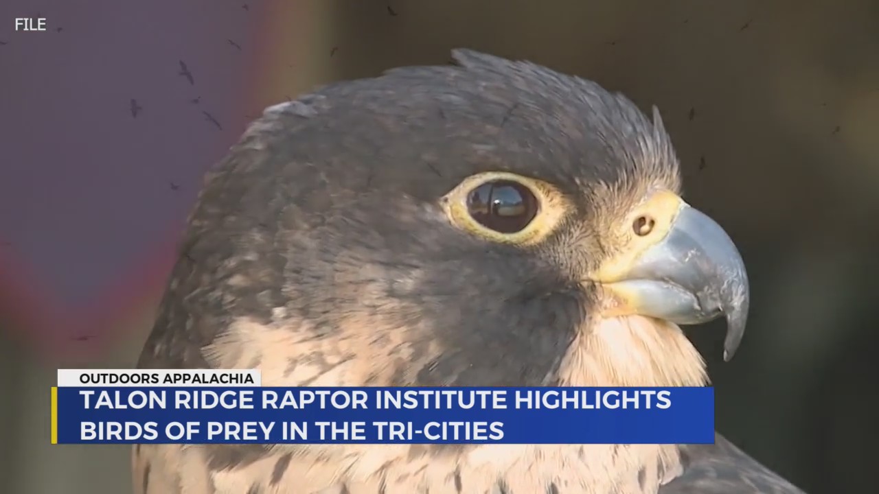 Non-profit ‘Talon Ridge Raptor Institute’ working to conserve birds of ...