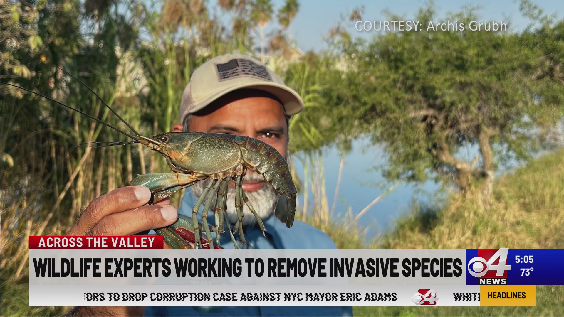 Wildlife experts work to remove invasive species of crawfish – KVEO-TV