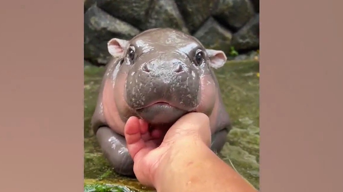 Friday Favorites: Moo Deng the baby pygmy hippo – WGN-TV