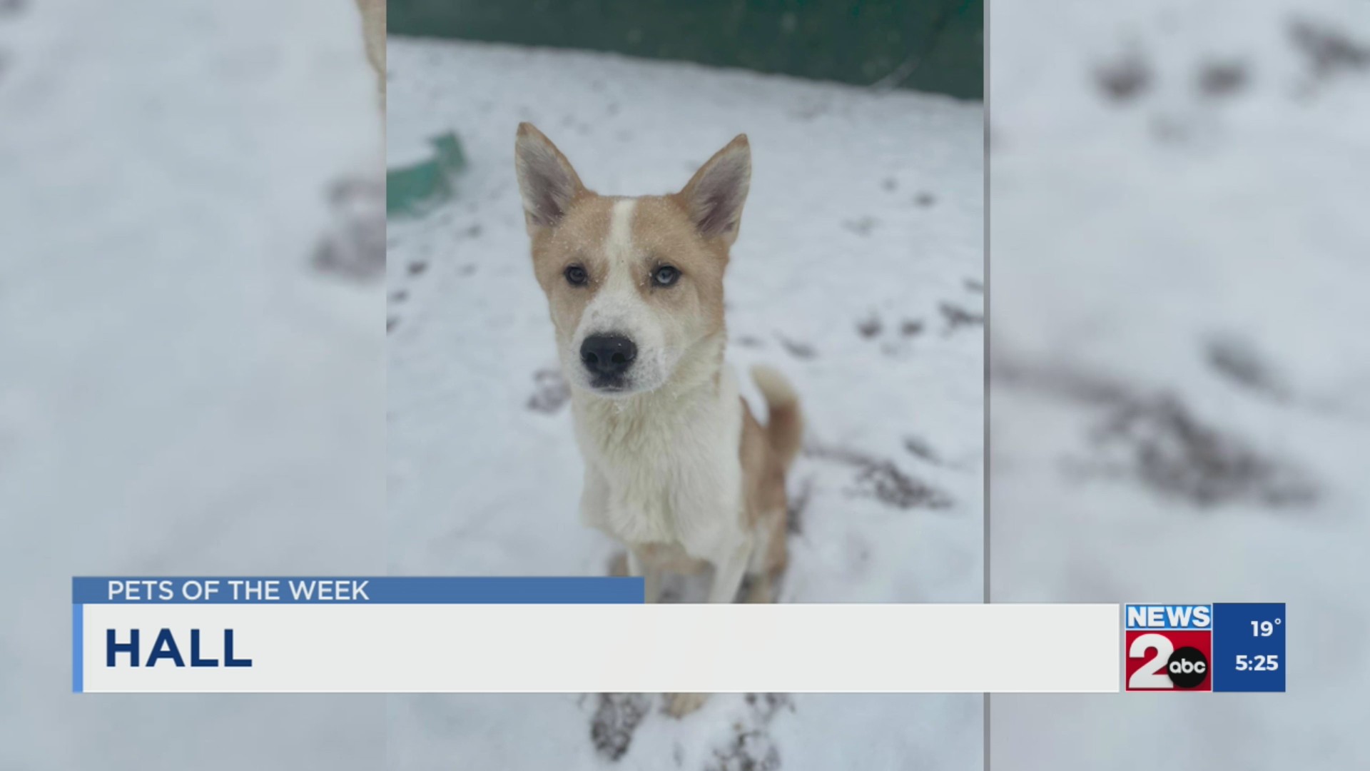 Pets of the Week for Jan. 14, 2025 – WKRN News 2