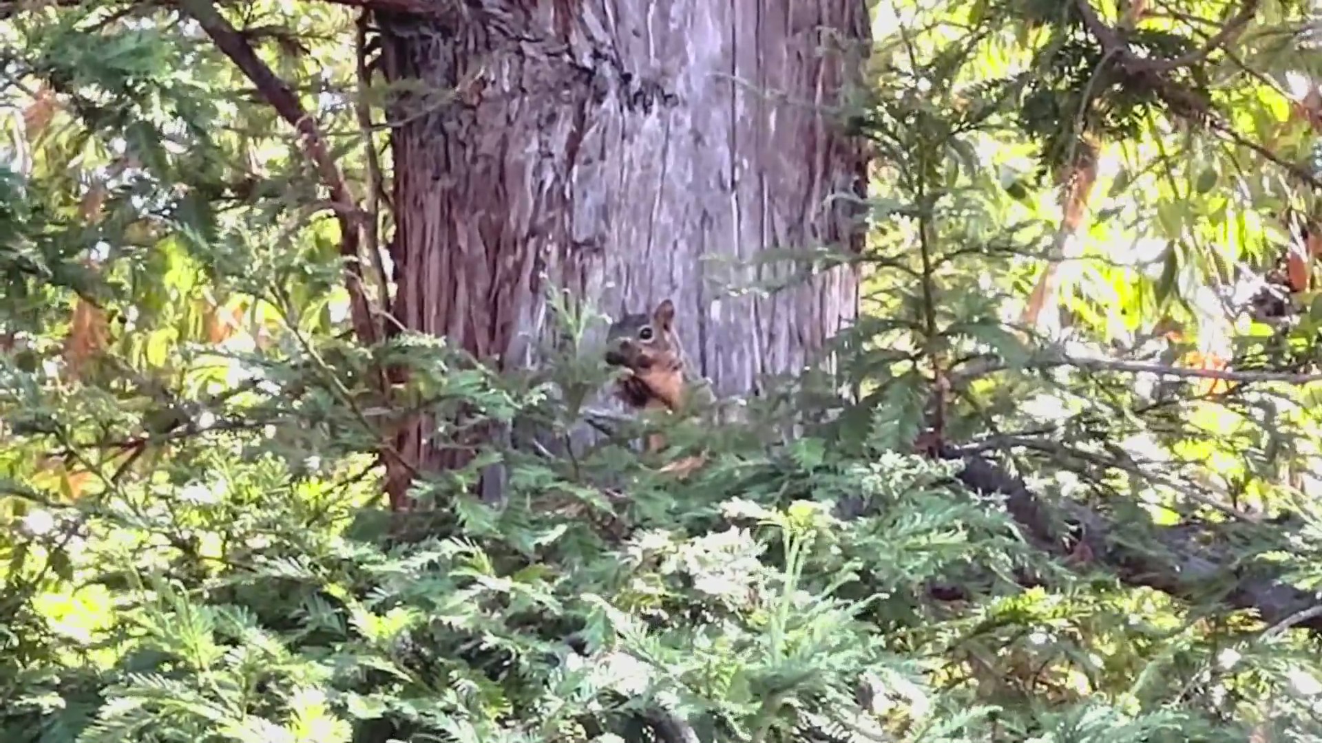 San Rafael residents say squirrels are attacking people – KRON4