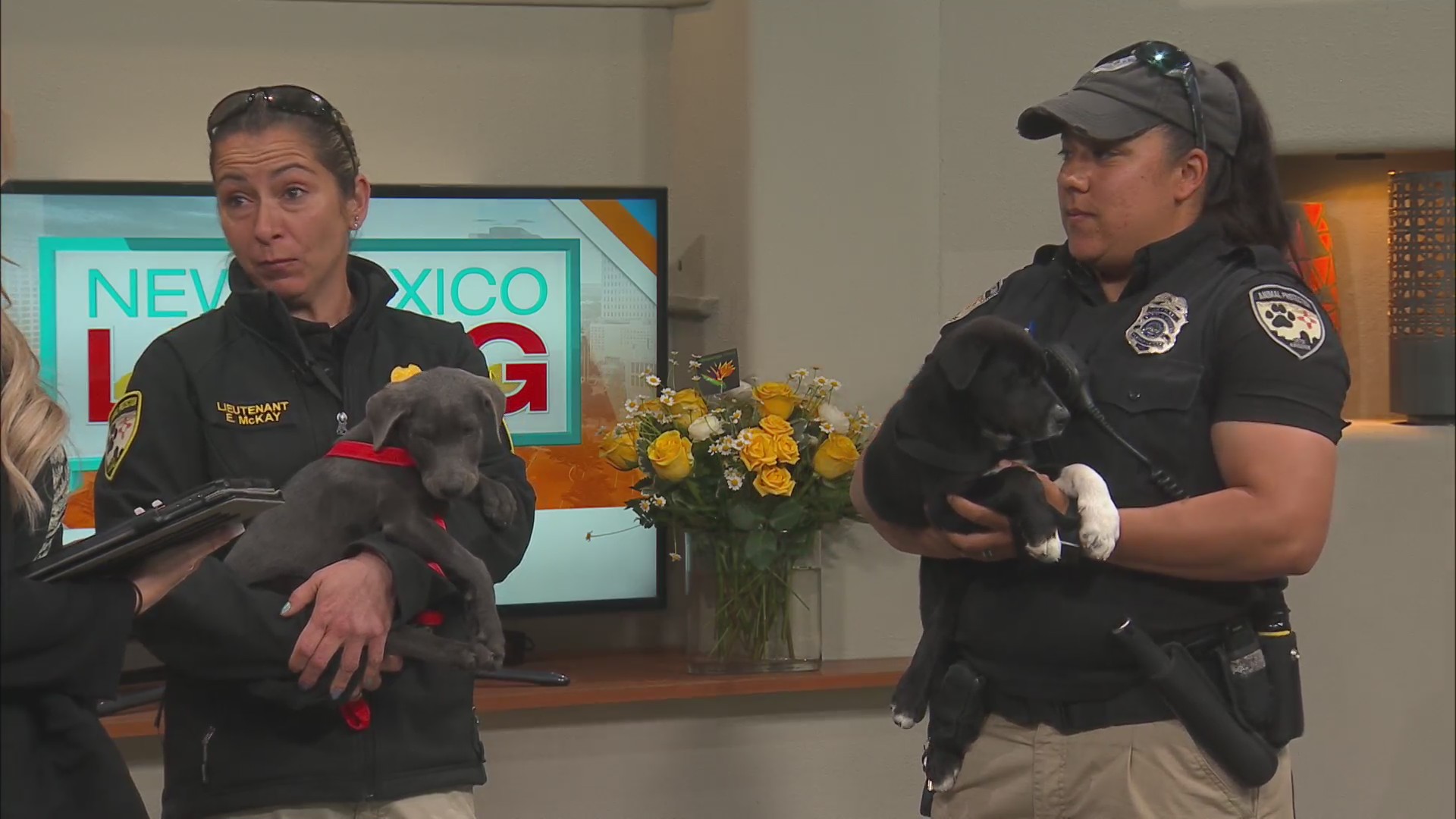 Albuquerque Animal Welfare celebrates National Animal Care and Control ...