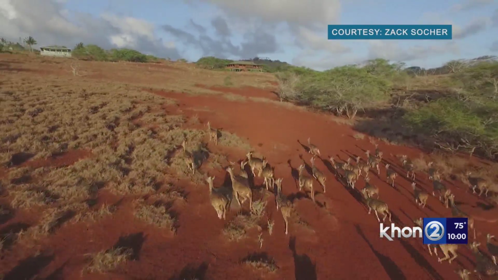 Roughly $12M spent this year to manage Maui’s axis deer problem; Is it ...