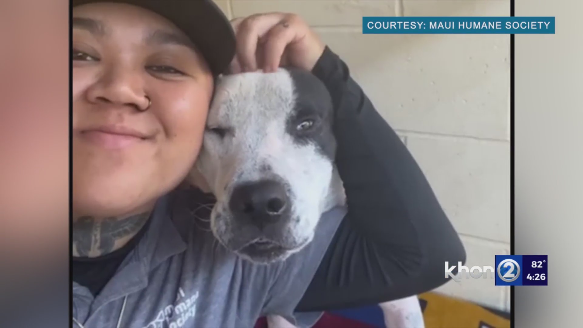 Rell Sunn is ready to steal your heart at Maui Humane Society – KHON2