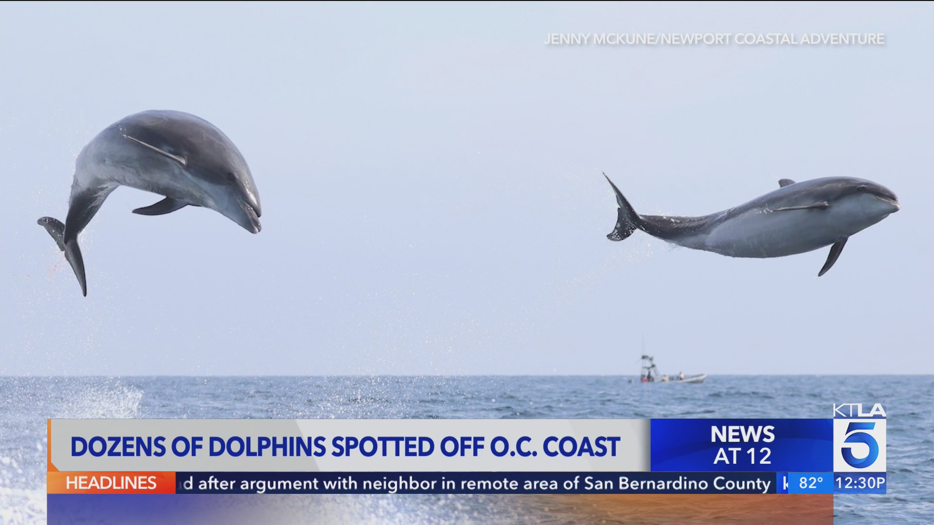 Over 100 bottlenose dolphins race alongside vessel in O.C. – KTLA