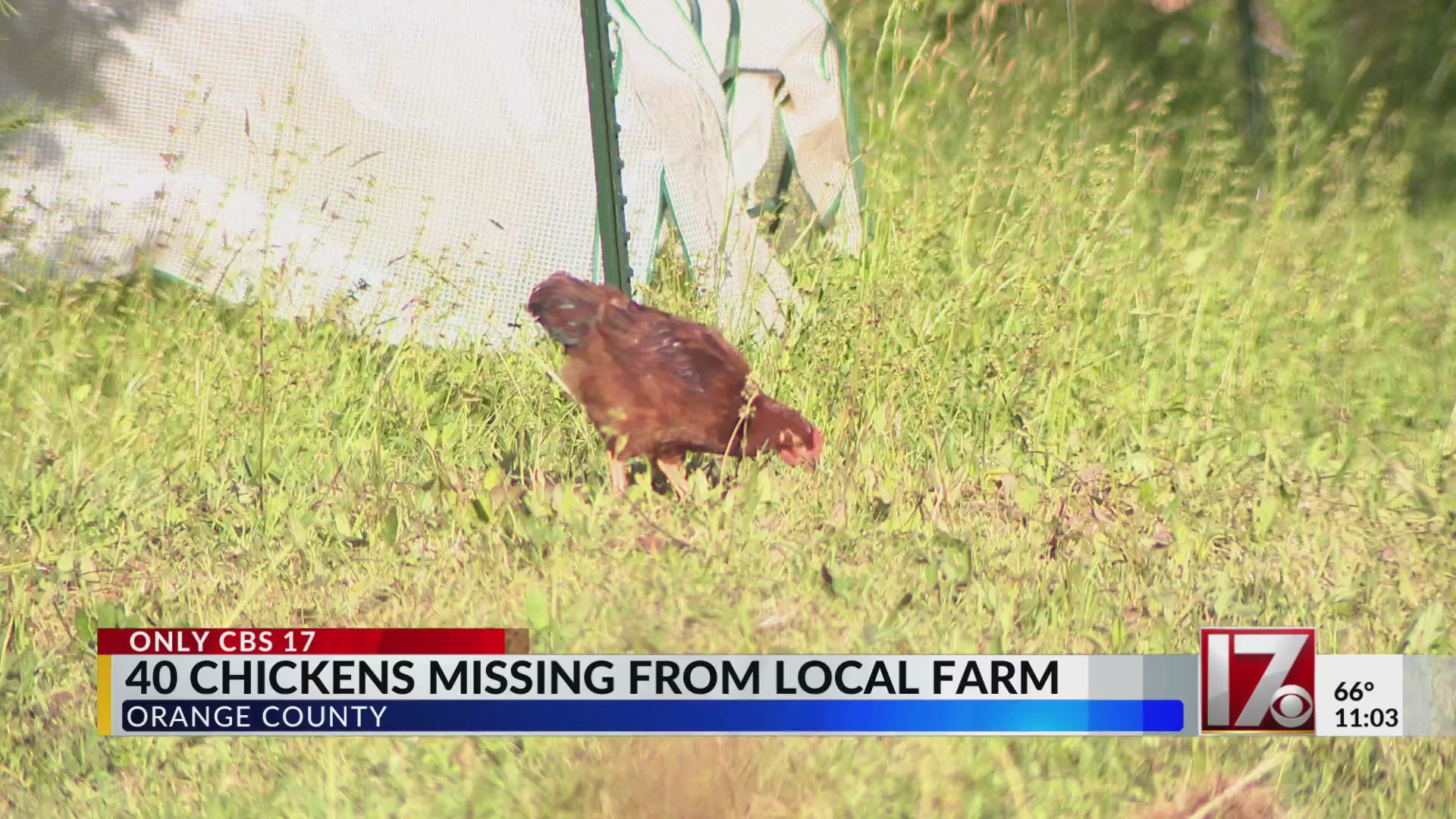 40 chickens missing from Orange County farm – CBS17.com