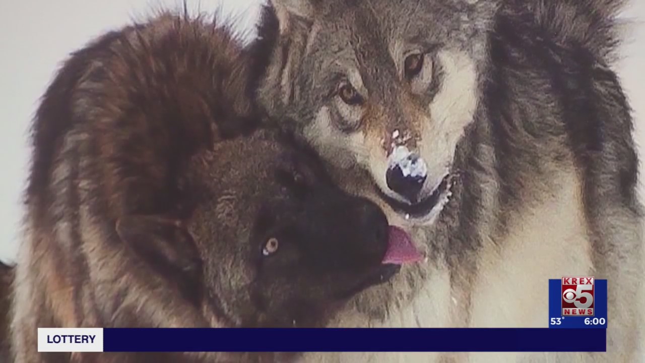 Trump Administration directs Colorado that wolves must come from ...