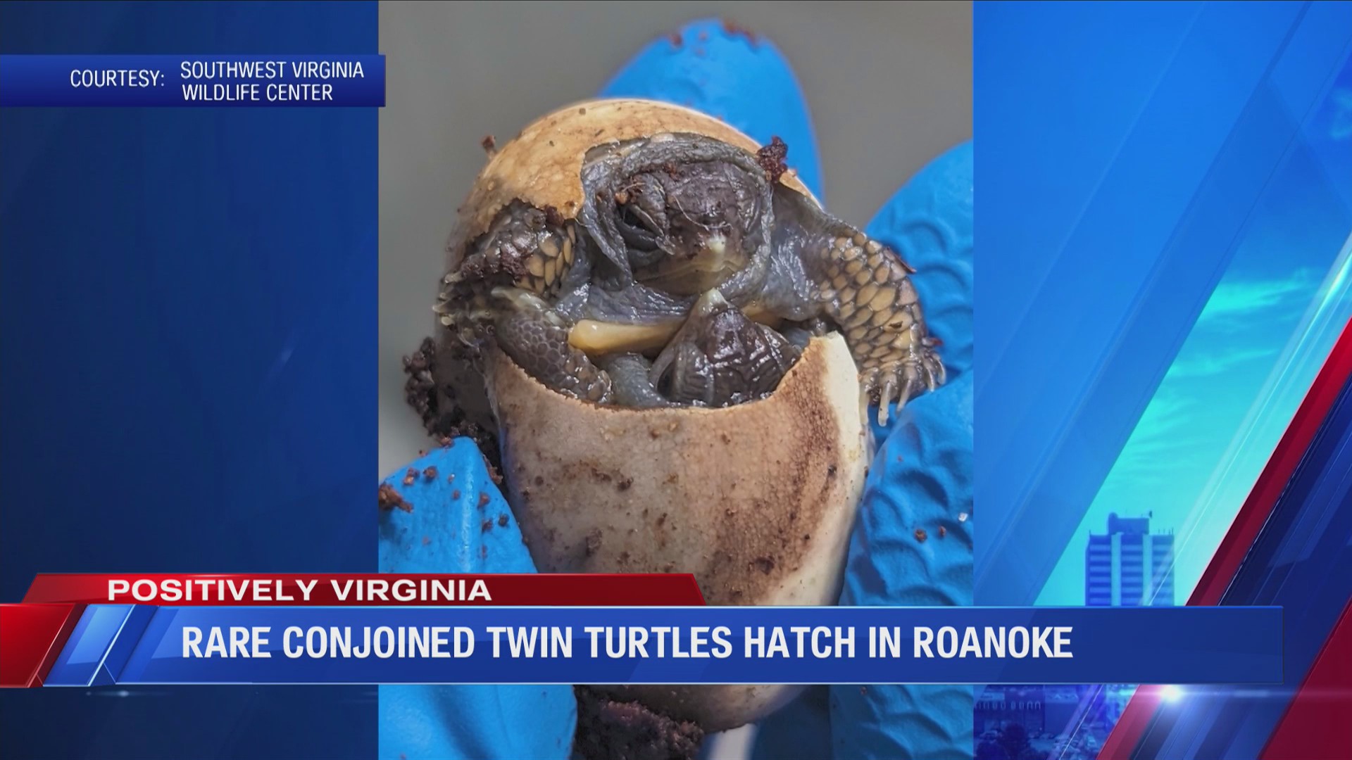 Rare conjoined twin turtles hatch in Roanoke – WFXRtv