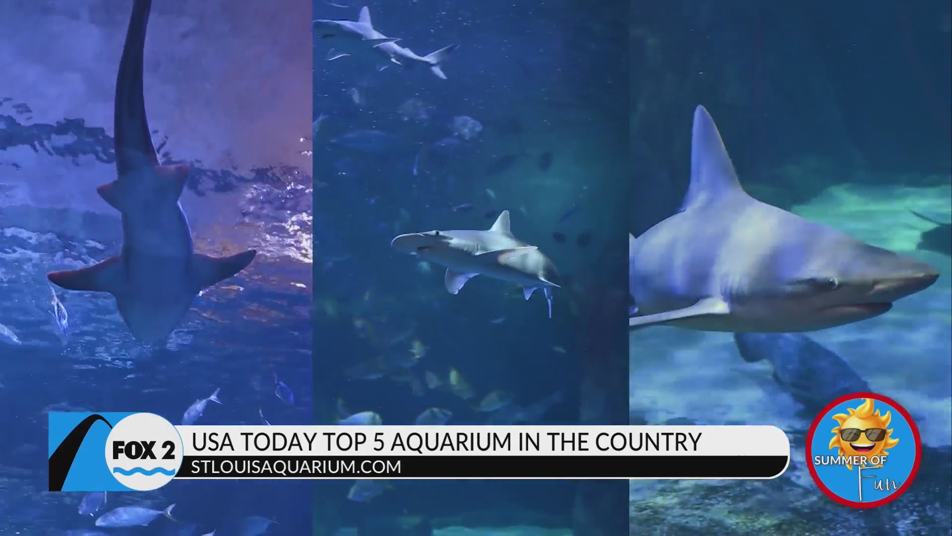 Sink your teeth into fun for ‘Summer of the Sharks’ at the St. Louis ...