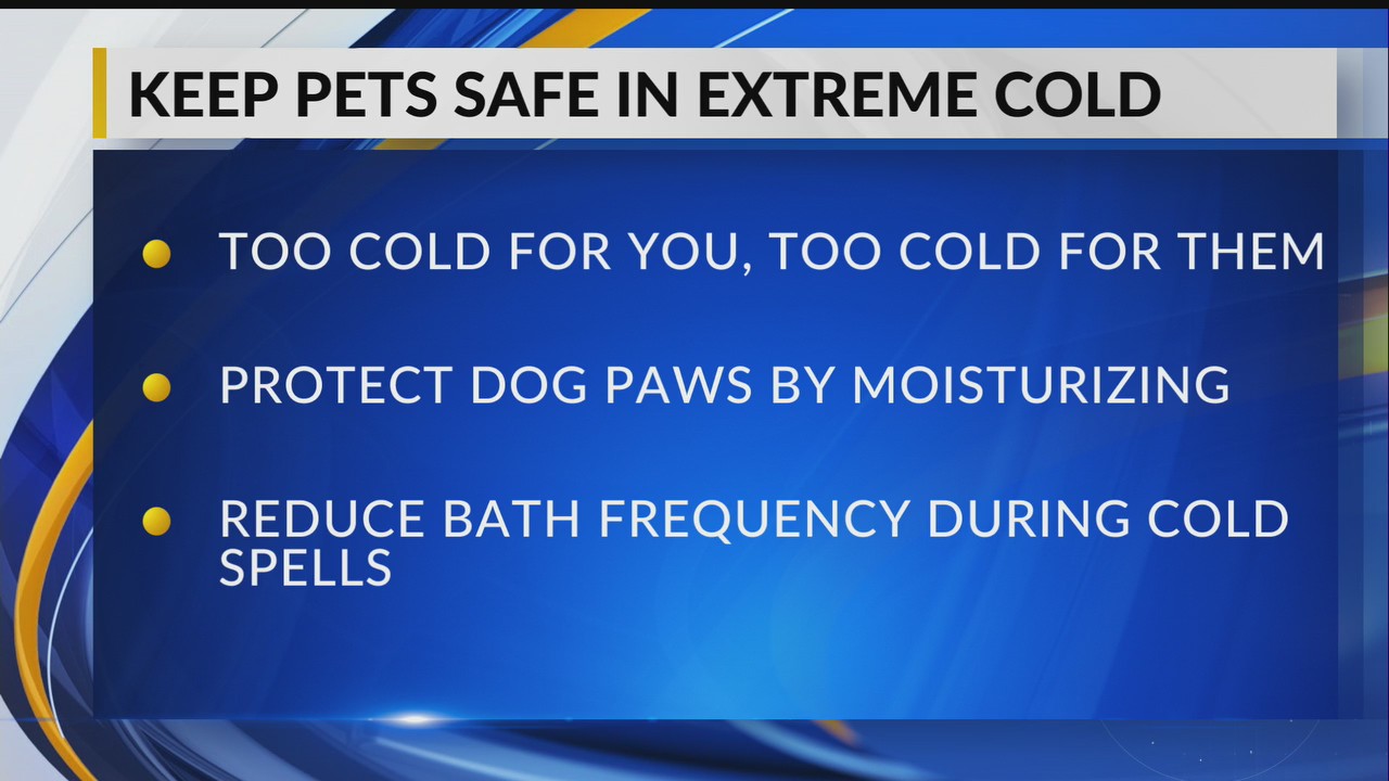 How to protect yourself, your pets in the cold weather – WKBN.com
