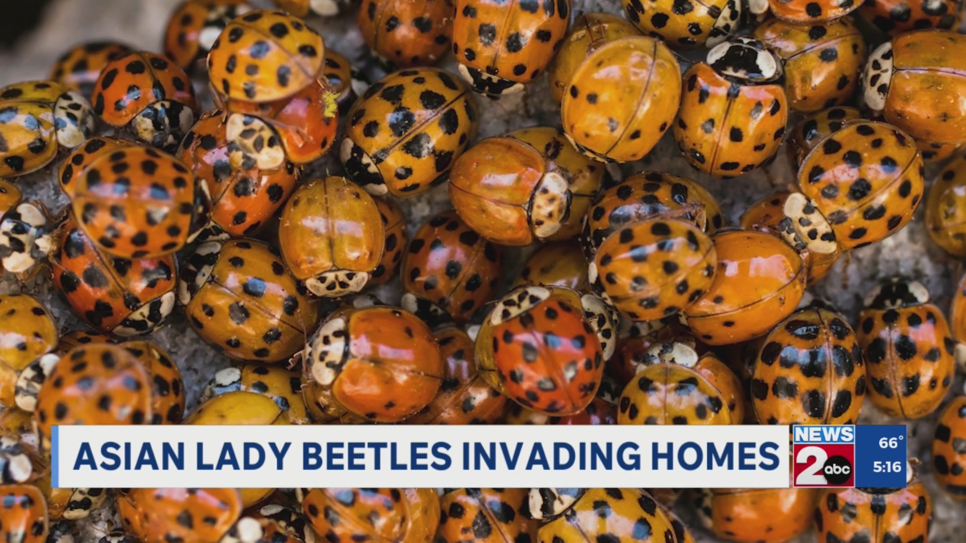 Asian lady beetles invading Tennessee homes – WKRN News 2