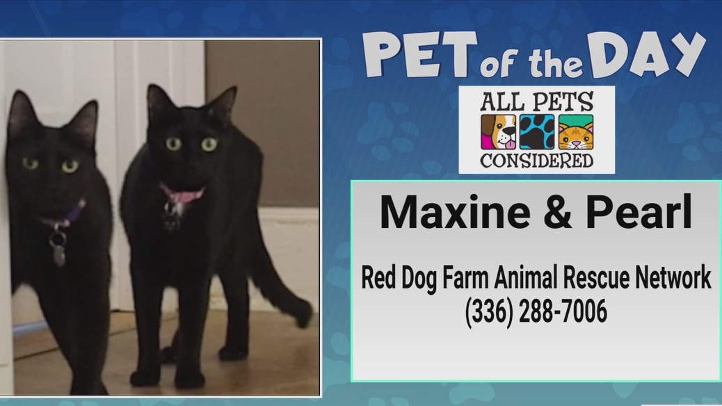 Pets of the Day: Take Maxine and Pearl for a whirl – FOX8 WGHP