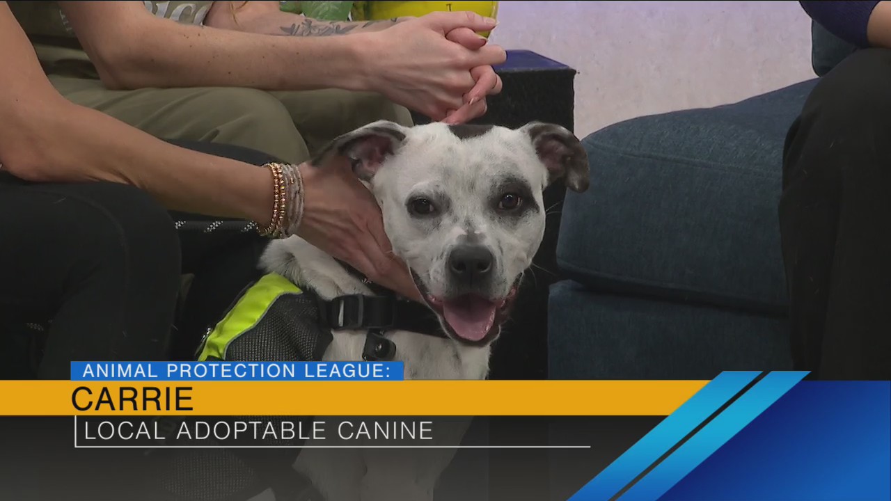 Animal Protection League: Meet Carrie! – 1/14/25 – Fox 59