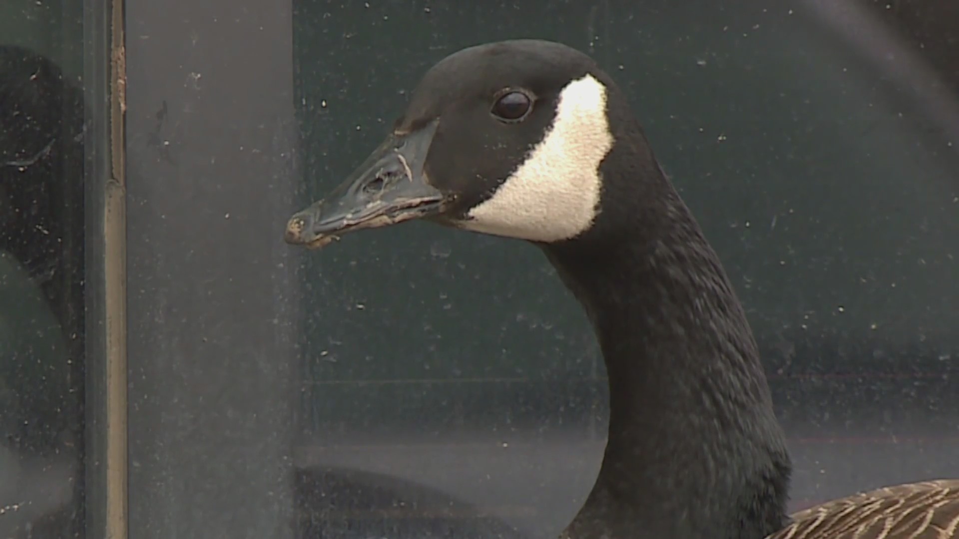 Tips for peaceful coexistence with aggressive Canada geese – FOX 2
