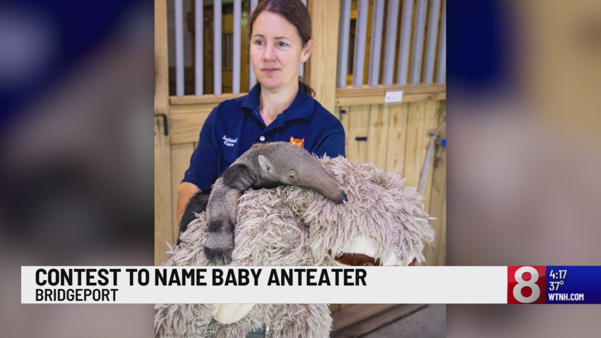 Help name the Beardsley Zoo’s giant anteater baby – WTNH.com