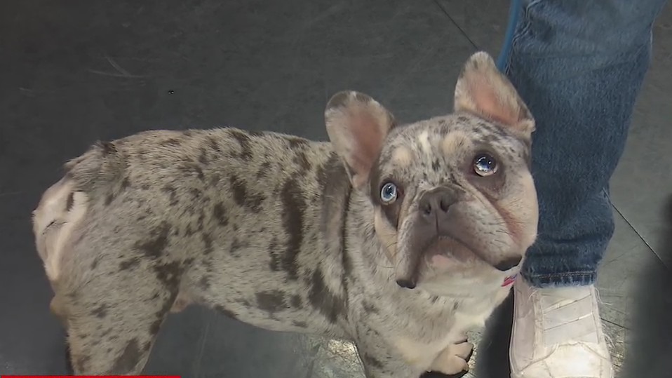 Furever Friday- Garçon is looking for his Furever Home – FOX40 News