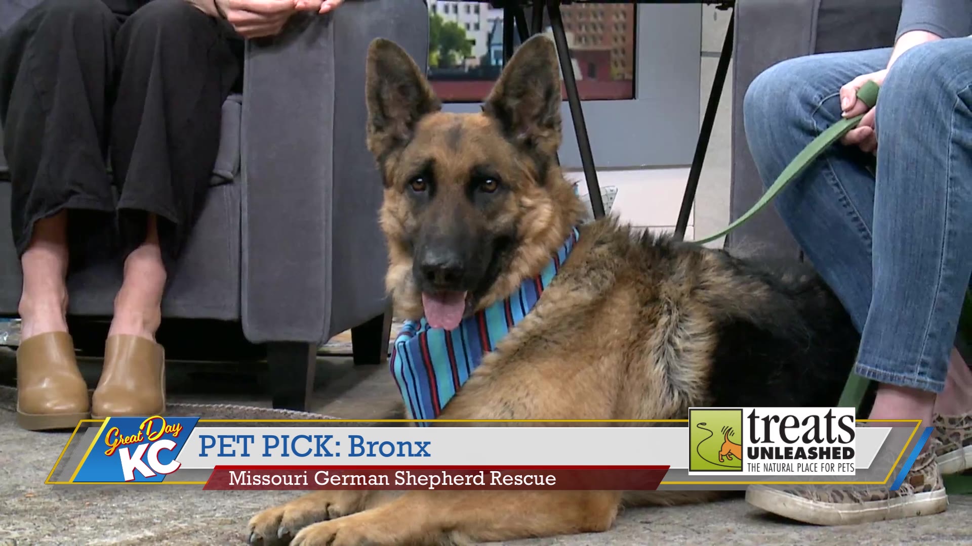 PET PICK: Meet Bronx – FOX 4 Kansas City WDAF-TV | News, Weather, Sports