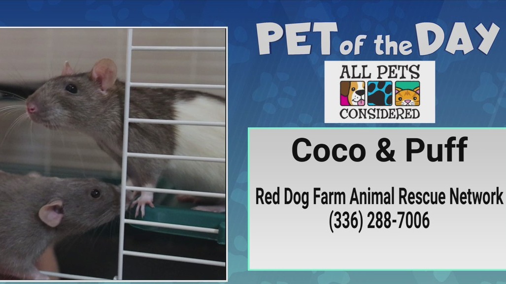 Pet of the Day: You’ll go cuckoo for Coco and Puff – FOX8 WGHP
