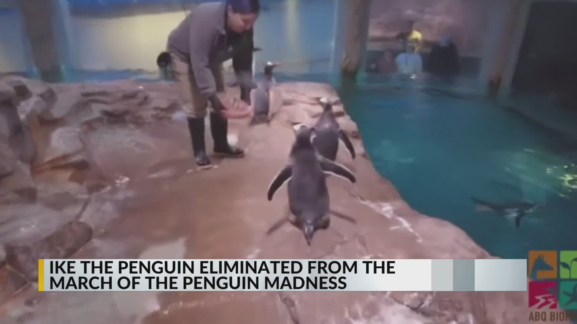 ABQ BioPark penguin eliminated in ‘March of the Penguins’ competition ...