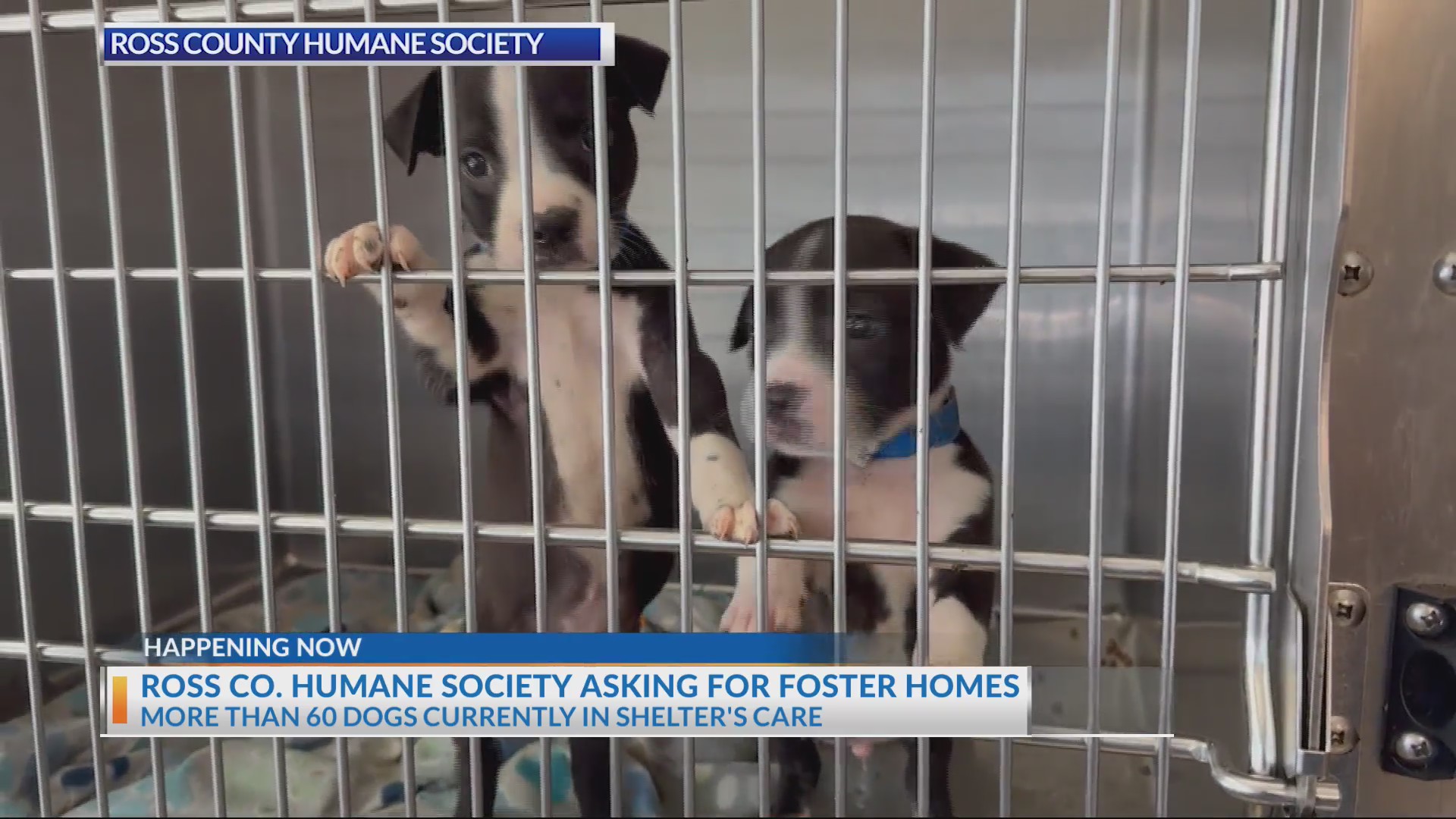 Ross County Humane Society asking for foster homes – NBC4 WCMH-TV