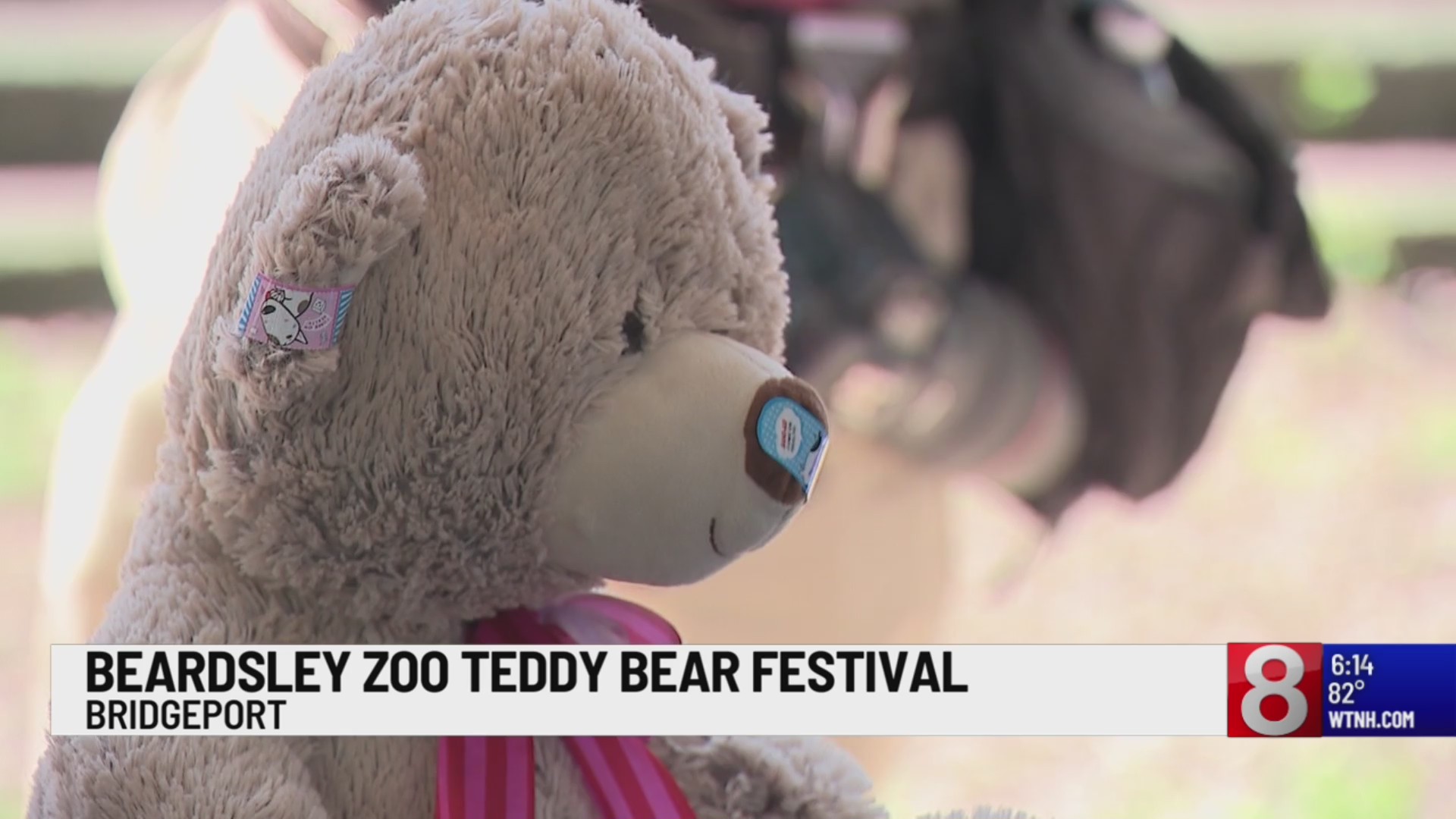 Teddy Bear Festival returns to Beardsley Zoo – WTNH.com