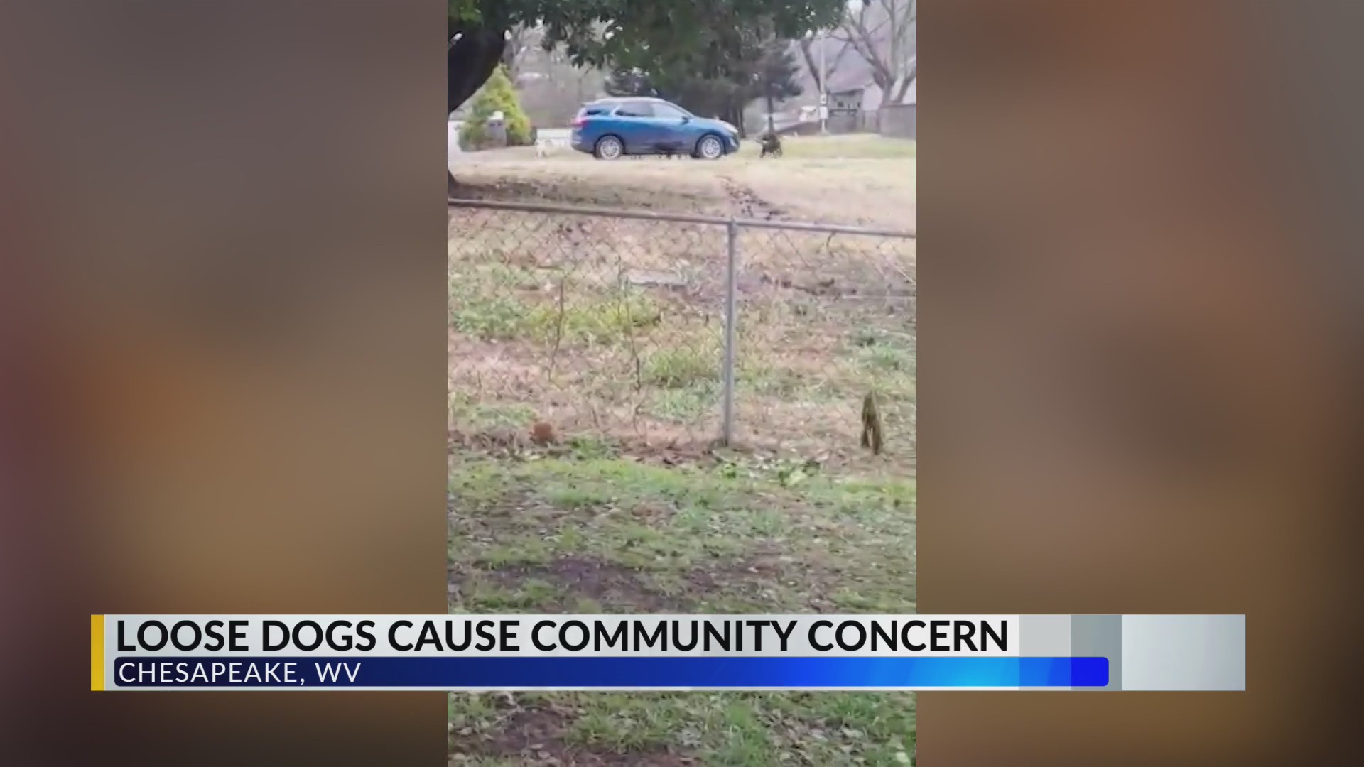 Neighbors say loose dogs causing havoc in Kanawha County community ...