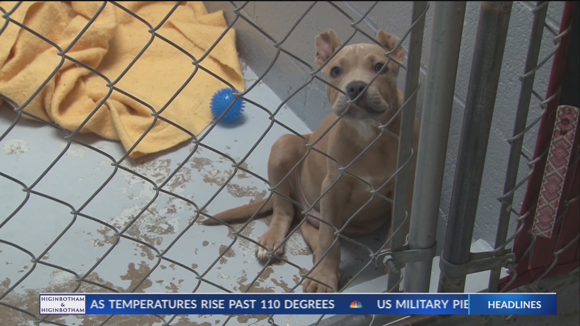 Founder’s Day 2024: How you can help the Humane Society of Harrison ...