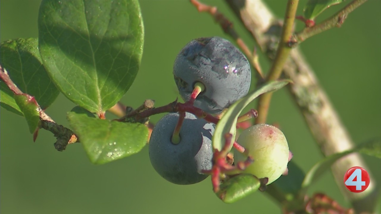 Blueberry Treehouse Farm’s Conservation Celebration kicks off Sept. 25 ...