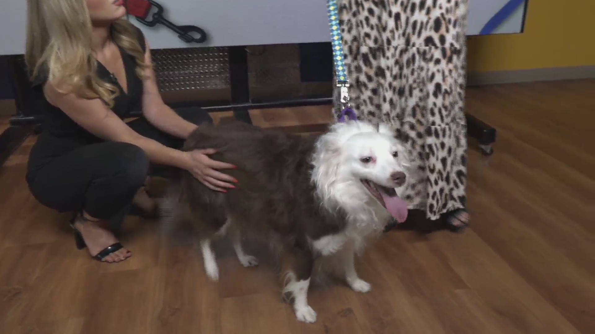 Adopt Bernie the Dog – FOX 2