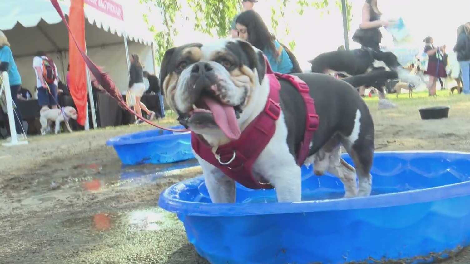 Hundreds of wags at 38th annual Oregon Humane Society Doggie Dash ...