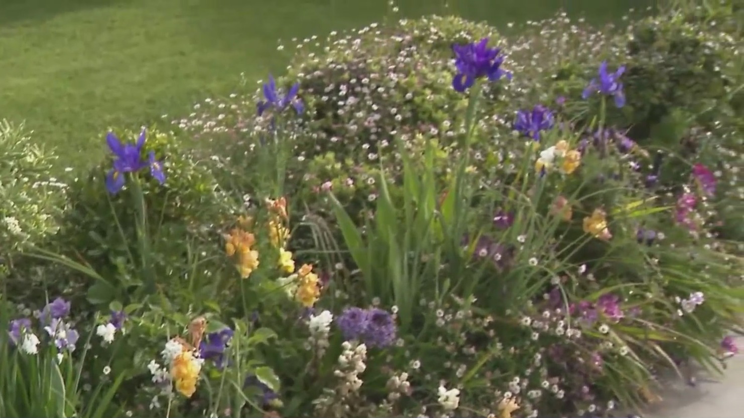 Sneak peek of Coronado Flower Show – FOX 5 San Diego & KUSI News