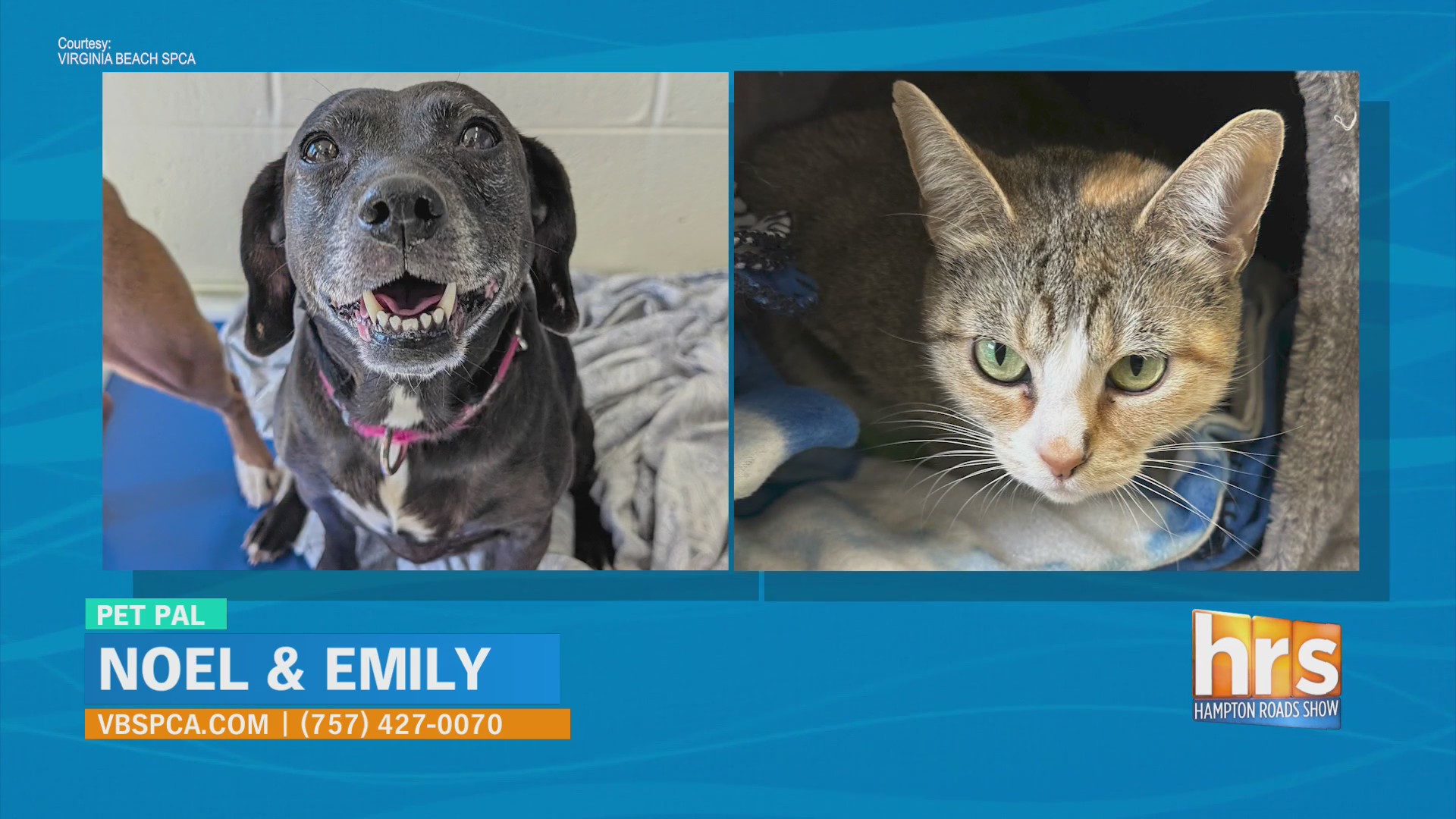 HRS: Meet our Pet Pals, Noel and Emily – WAVY.com