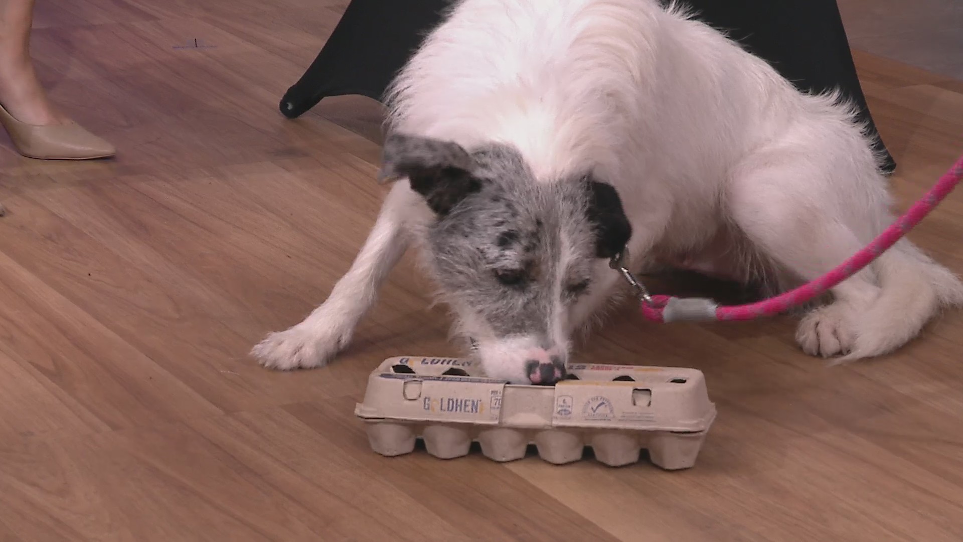 Anderson Humane: Enrichment Activities To Keep Pets Happy & Healthy ...