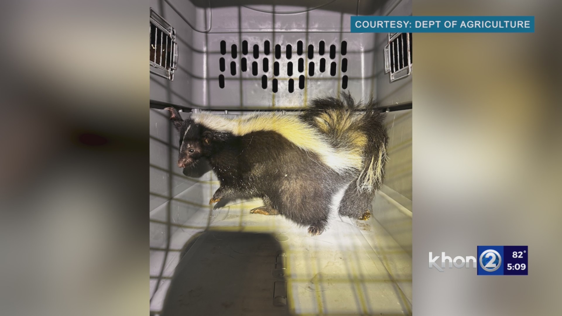 Skunk caught at Kakaʻako Waterfront Park – KHON2