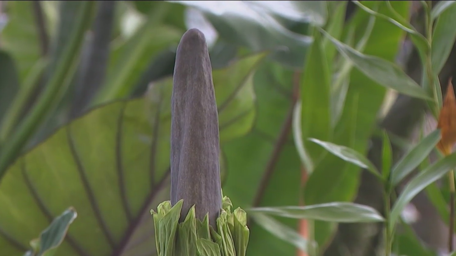 Rare ‘Corpse Flower’ expected to bloom at San Diego Botanic Garden ...