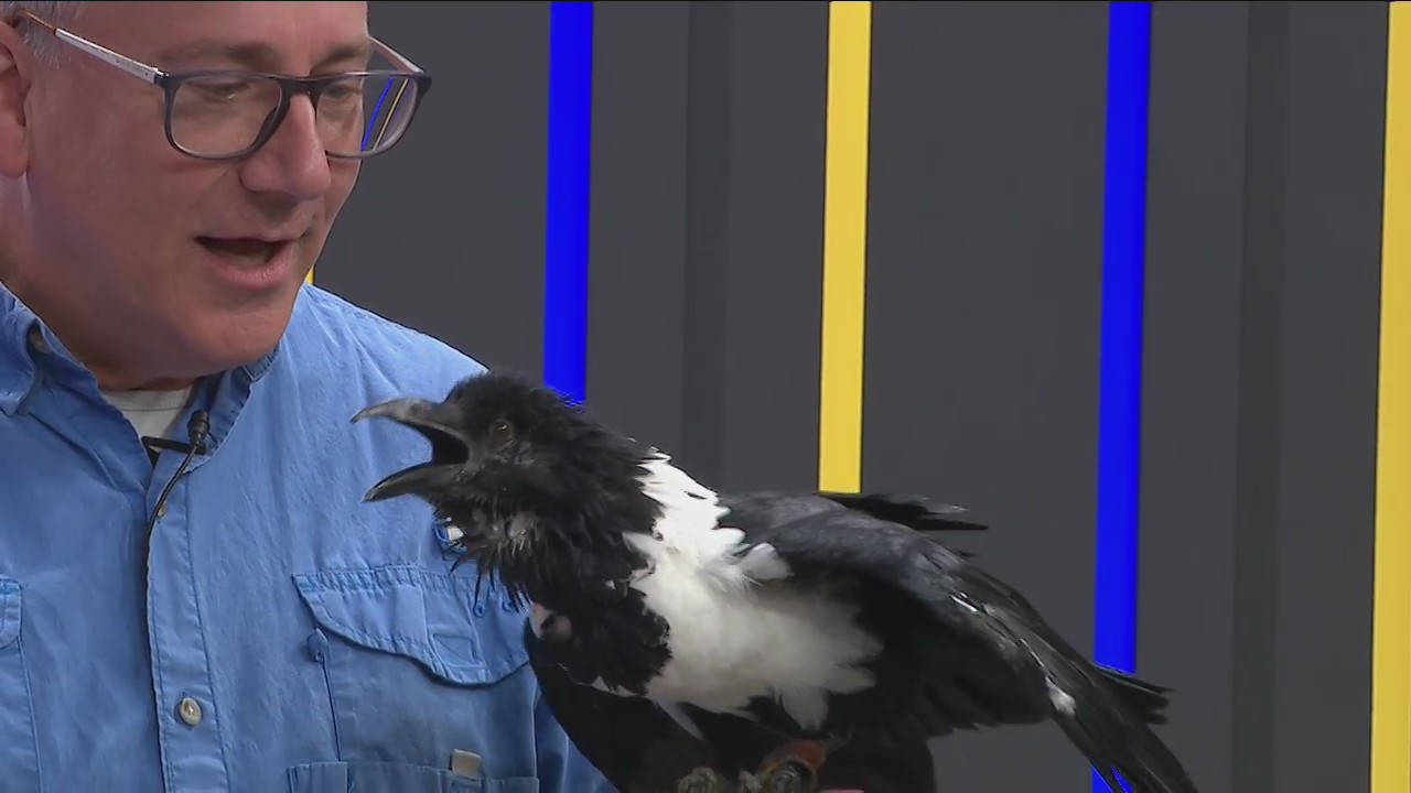 Silly Safaris: Meet an African Pied Crow Named Edgar Allan Crow! – 10 ...