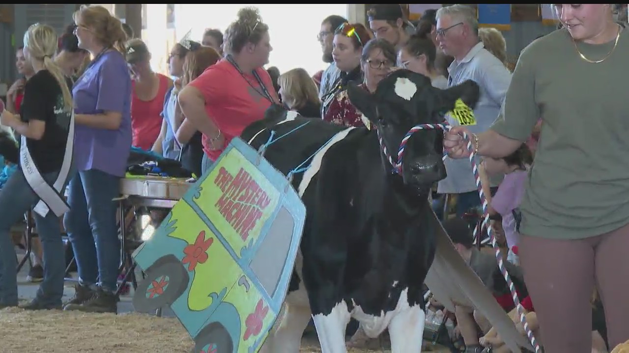 Cows dress to impress at annual Canfield Fair contest – WKBN.com