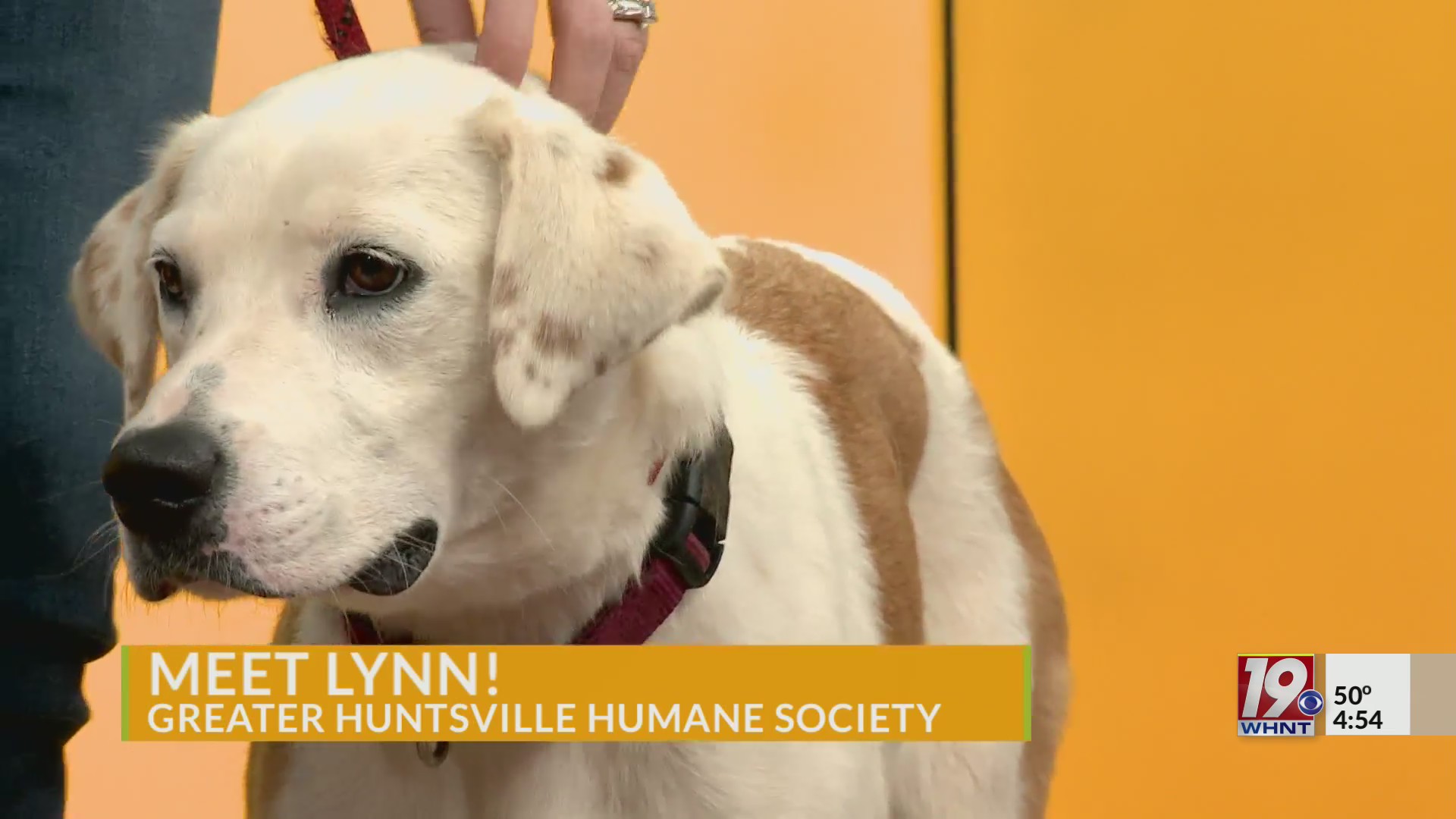 Meet Lynn! News 19’s Adoptable Pet of the Week | Nov 22 2024 | News 19 ...