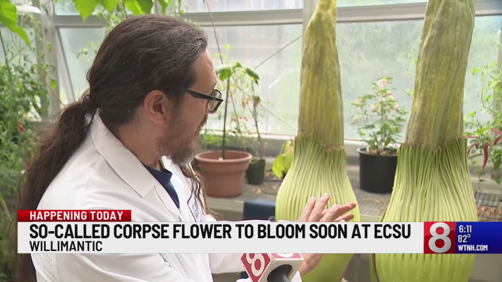 Rare corpse flower blooming at Eastern Connecticut State University ...