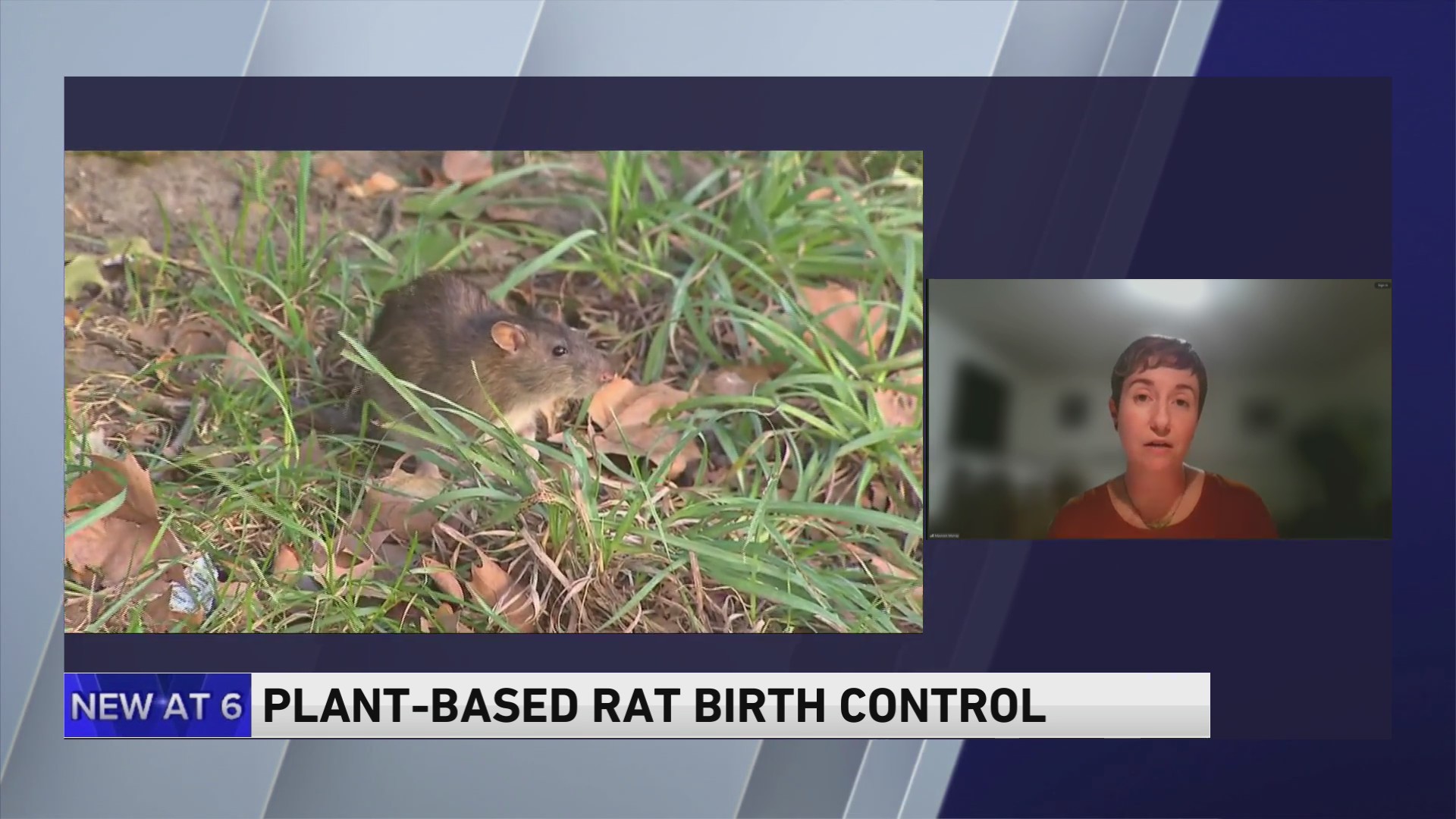 Plant-Based Rat Birth Control Pilot Program – WGN-TV