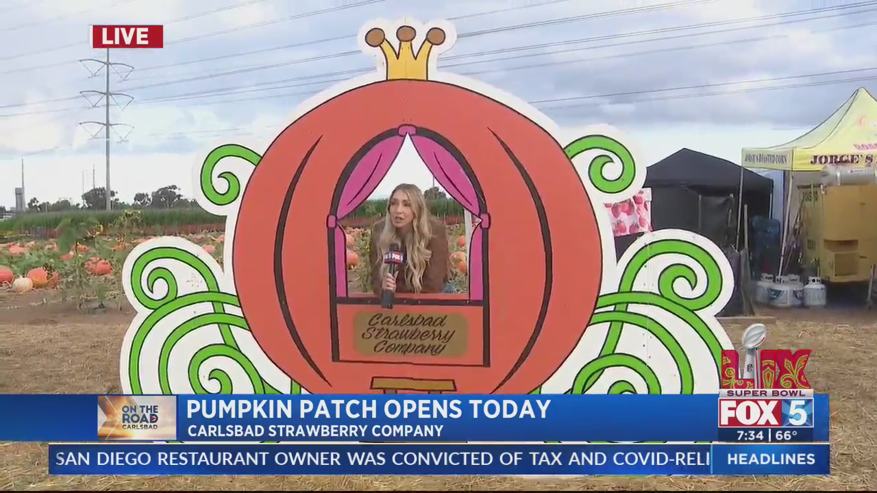 Pumpkin patch in Carlsbad is officially open – FOX 5 San Diego & KUSI News