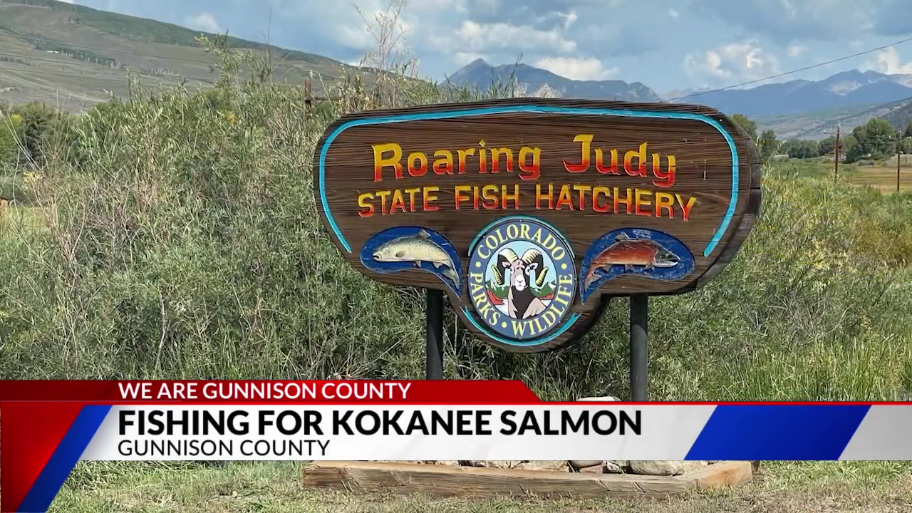 Gunnison County’s Roaring Judy Fish Hatchery raises Kokanee salmon ...