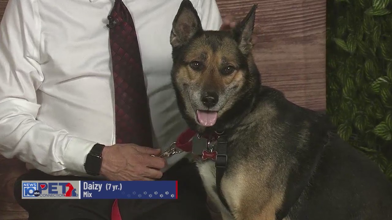 Daizy – NEWS10 ABC