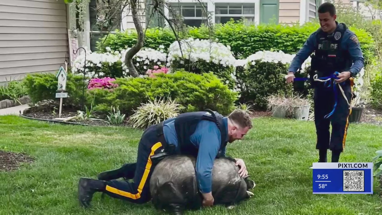 200-pound pig escapes from New Jersey farm; rescued by police officers ...
