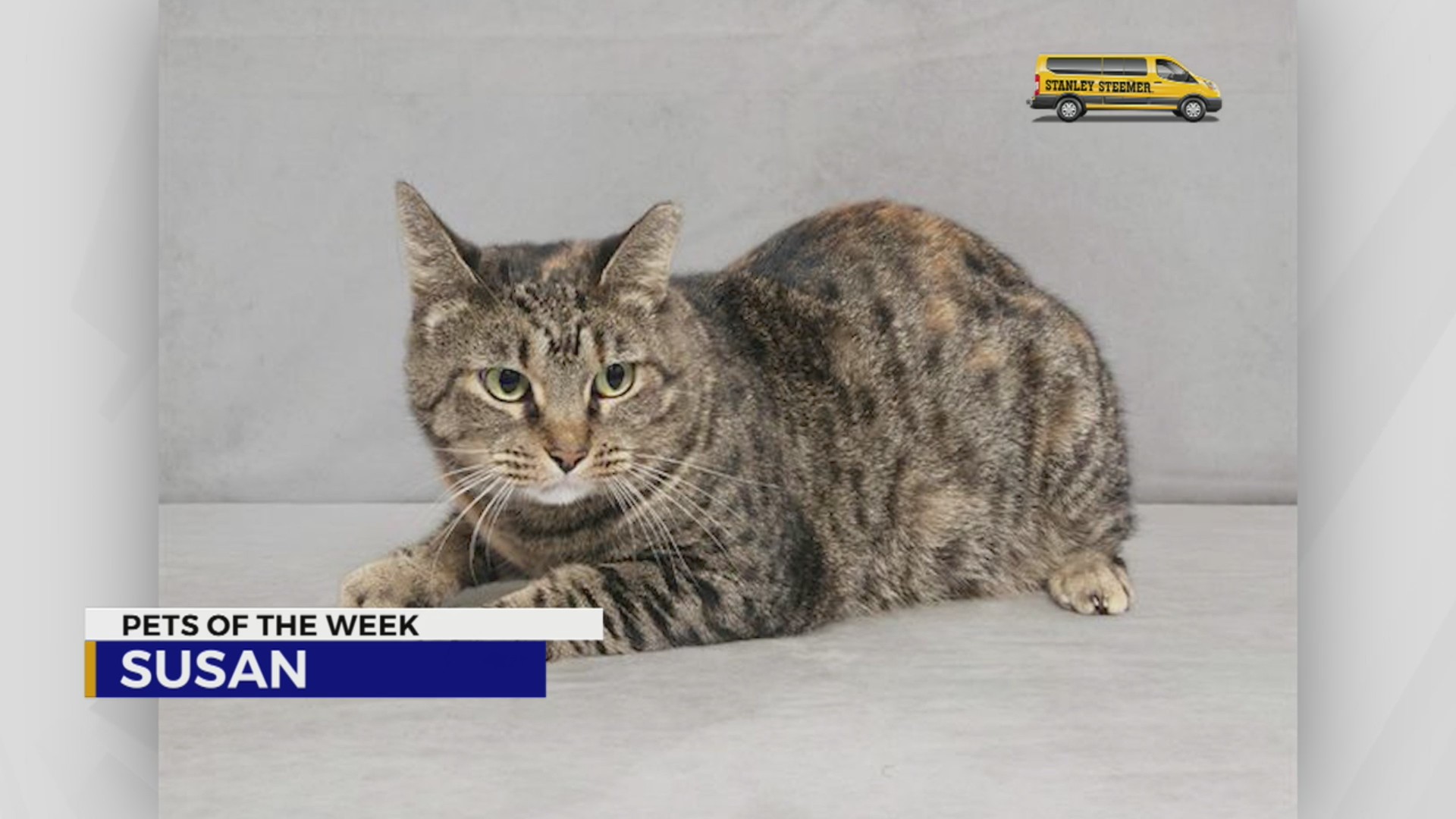 Pets of the Week for Sept. 17, 2024 – WKRN News 2