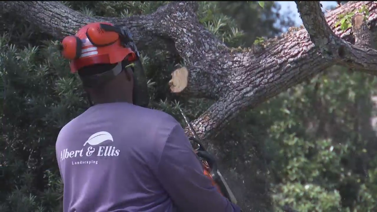 Florida Senator wants to make homeowners responsible for fallen trees ...