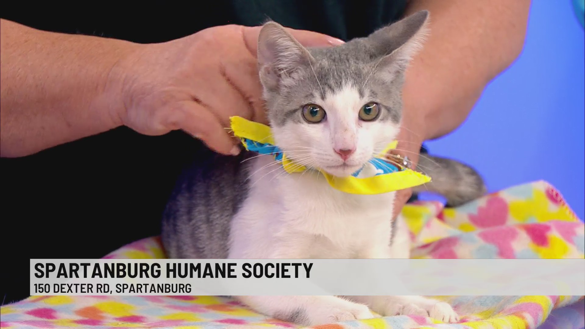 Pet of the Week: Kingston – WSPA 7NEWS