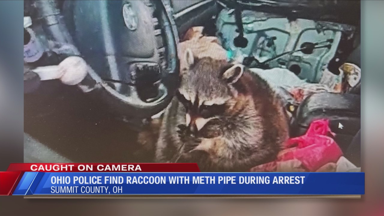 Ohio Police find racoon with meth pipe during arrest – WFXRtv