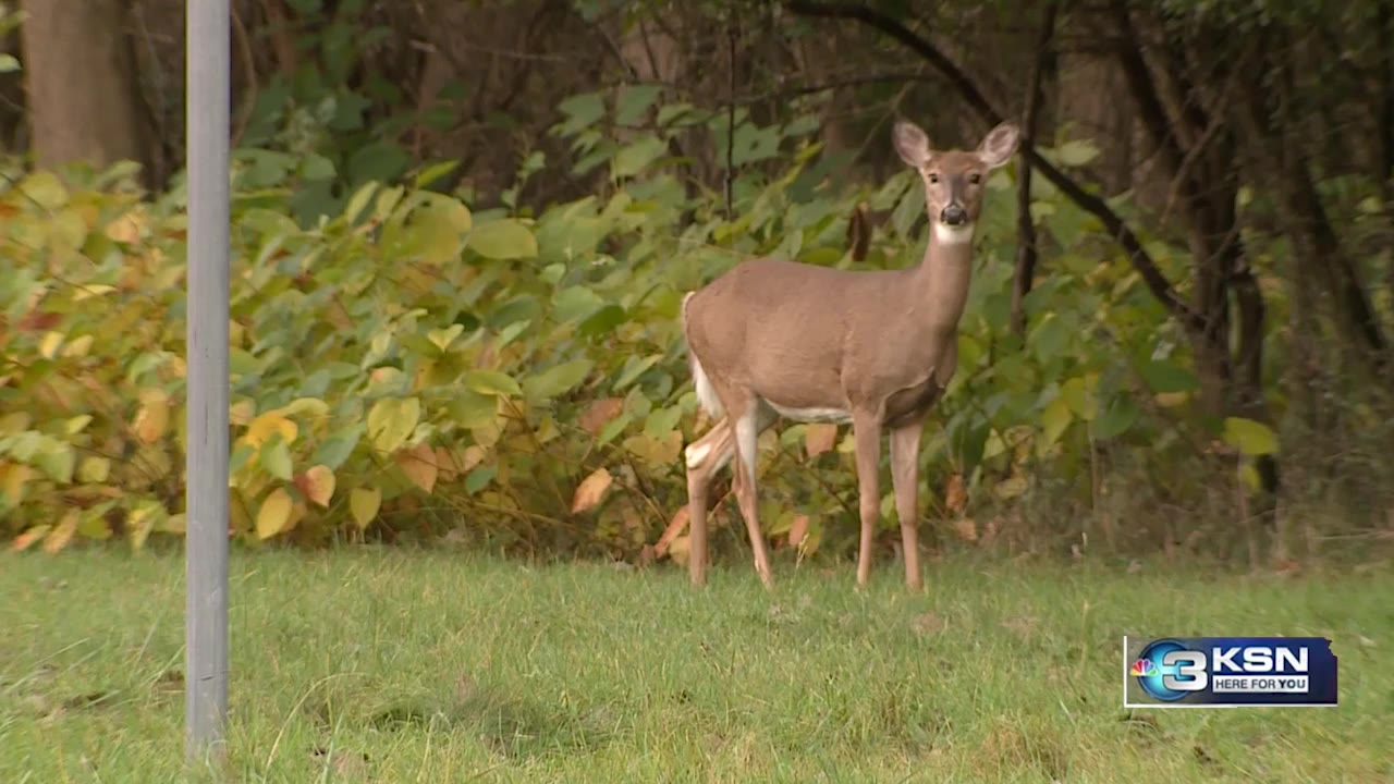 Peak deer vs. vehicle crash season is here, drivers be aware – WBTW
